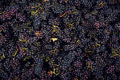 Visit Our Kent Vineyard | Gusbourne Fine English Wines