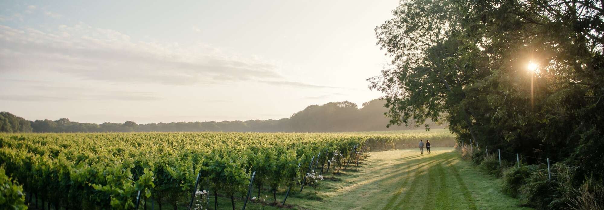 Gusbourne Fine English Wines