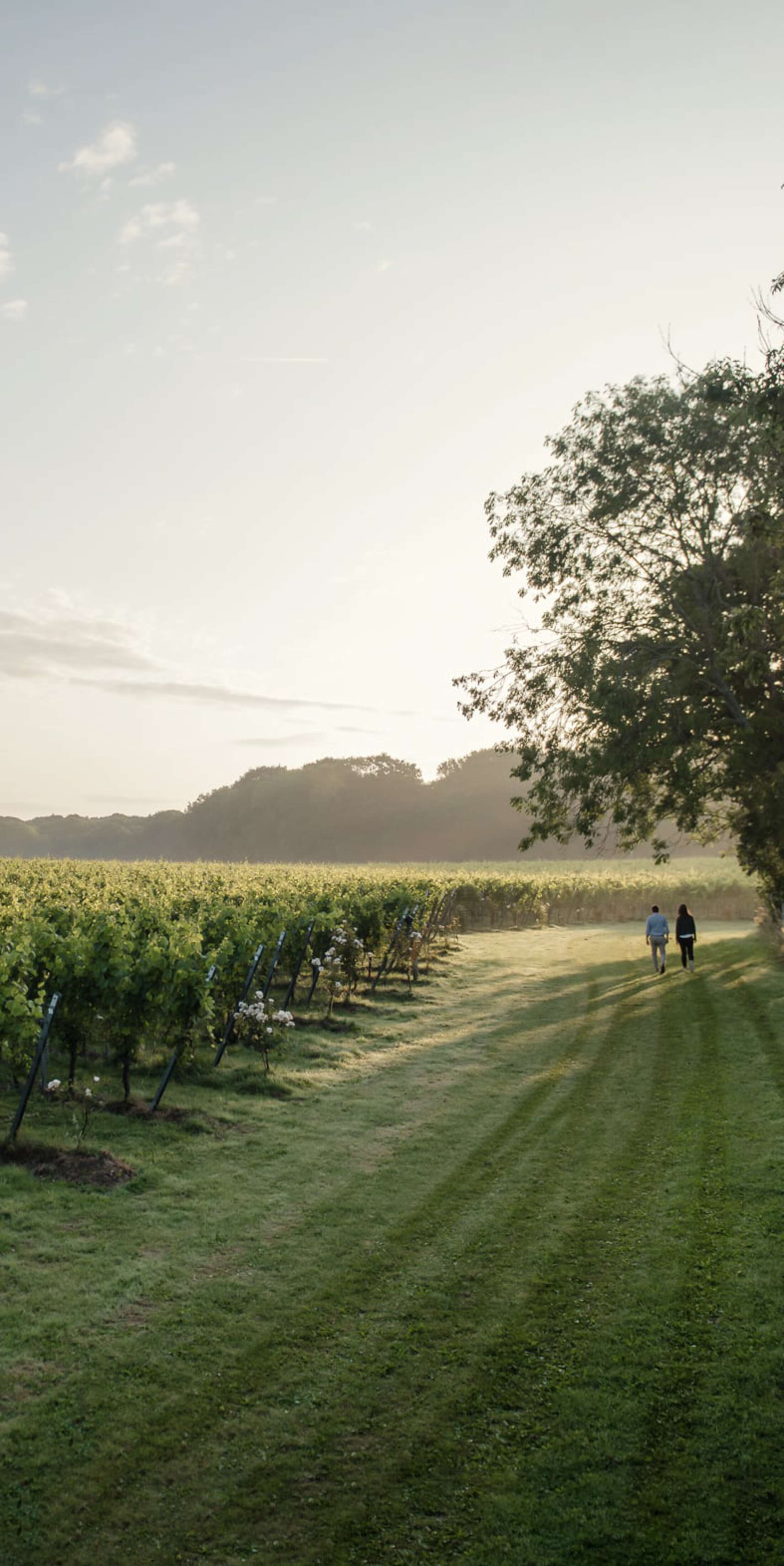 Gusbourne Fine English Wines
