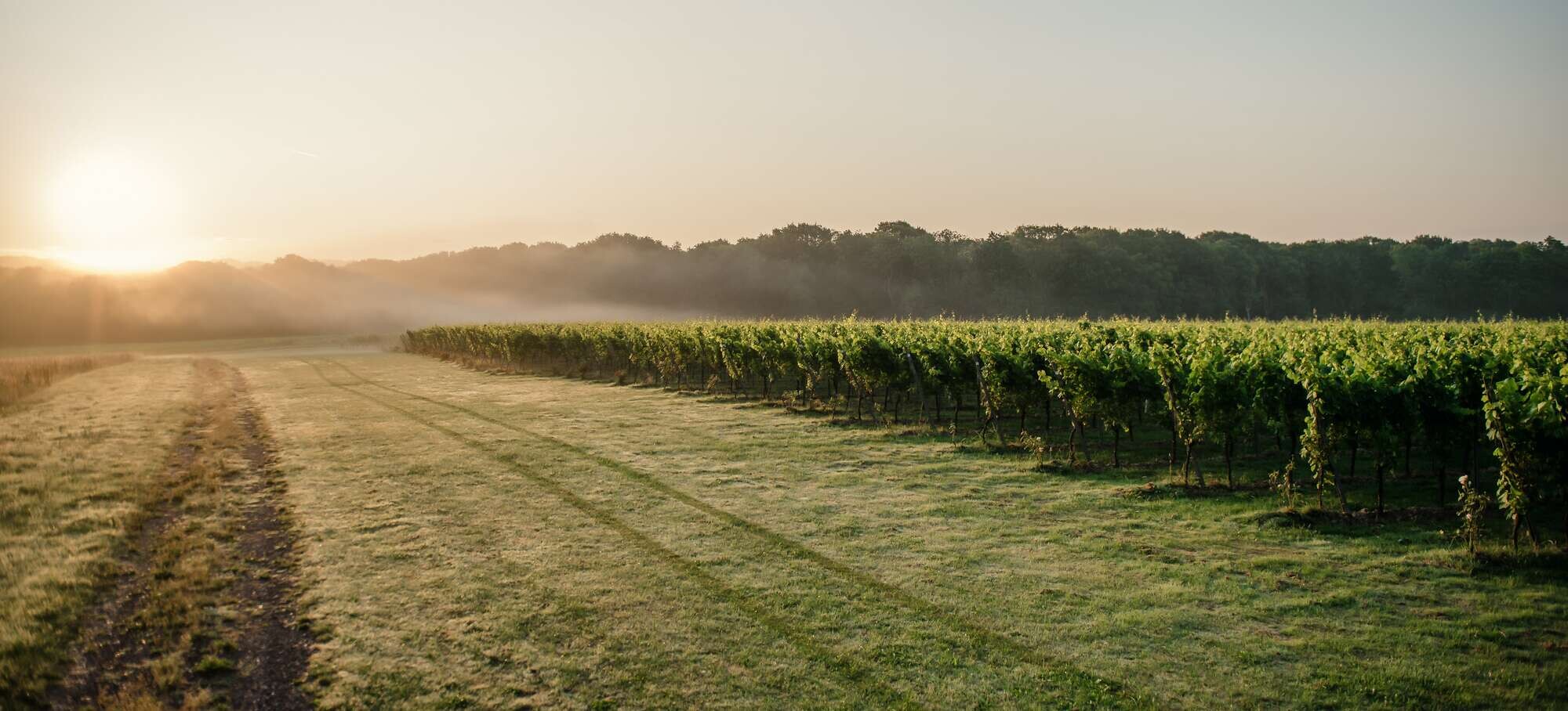 Our Partners | Gusbourne Fine English Wines