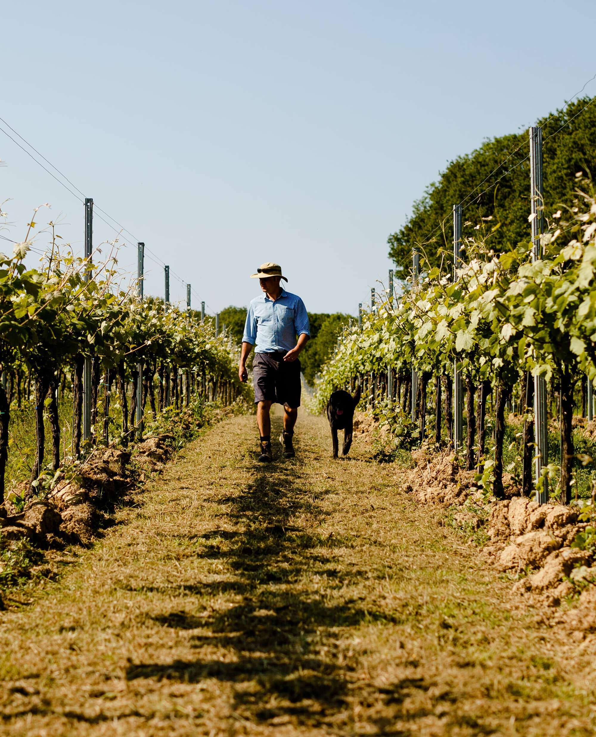 Visit Our Kent Vineyard | Gusbourne Fine English Wines