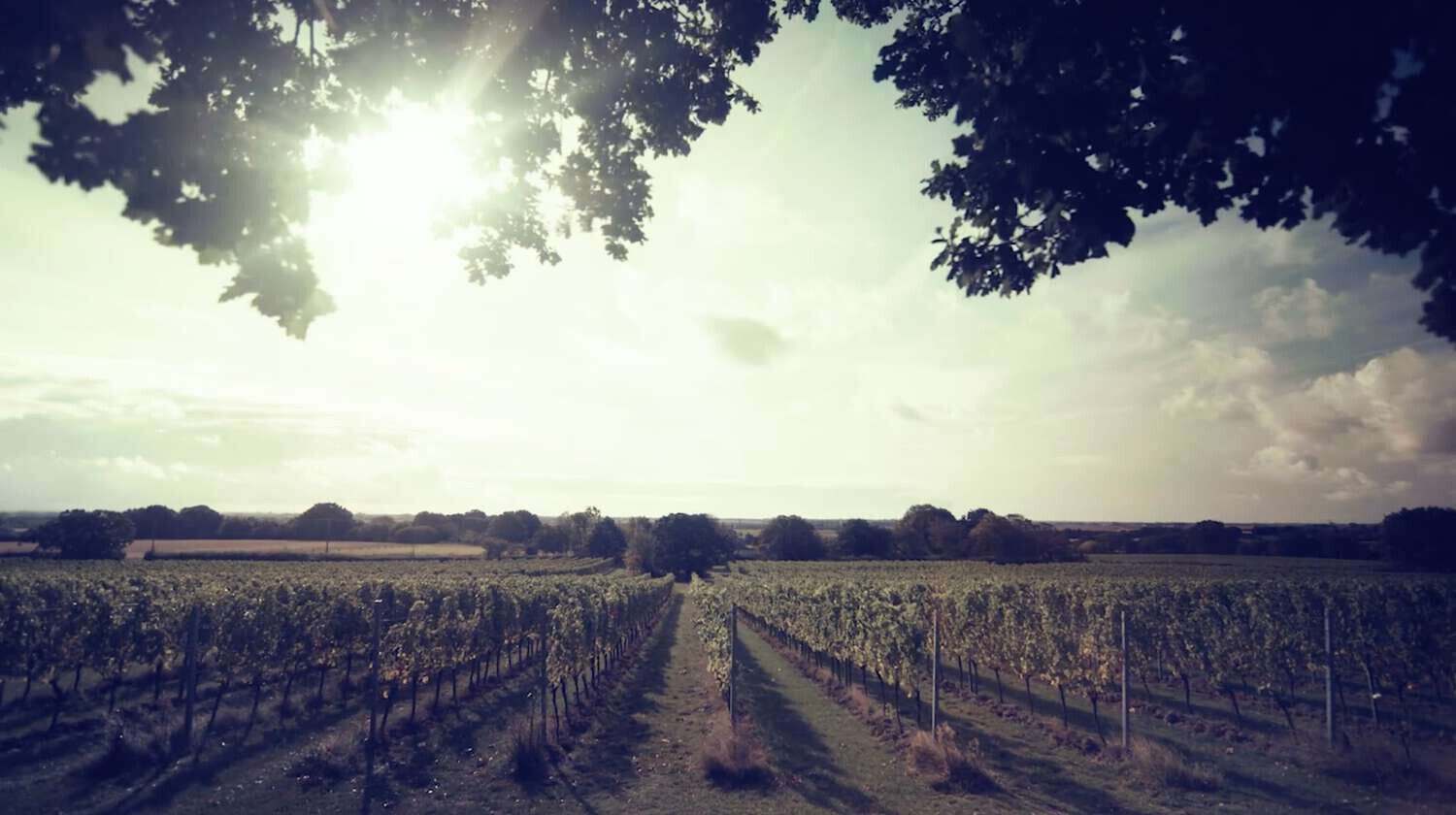 Visit Our Kent Vineyard | Gusbourne Fine English Wines